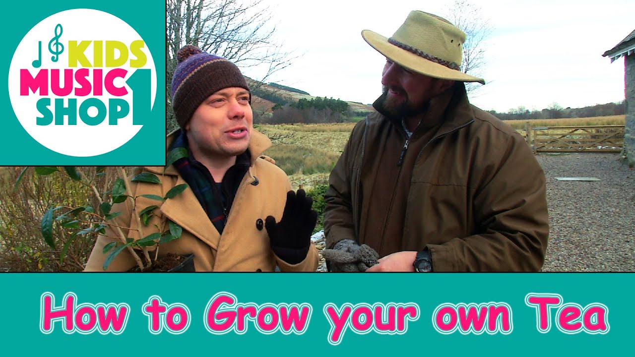 How to grow a tea plant and make your own tea - YouTube
