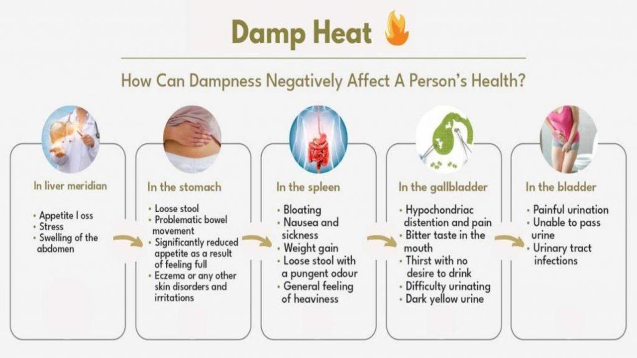 DAMPNESS & DAMP-HEAT - YouTube