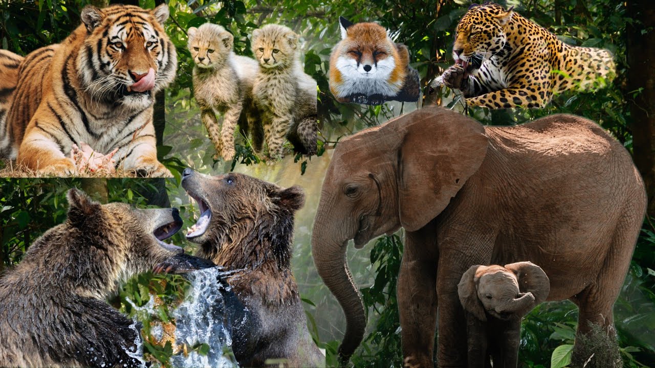 Exploring Nature: A Journey Through the Sounds of Wild Animals in Their ...
