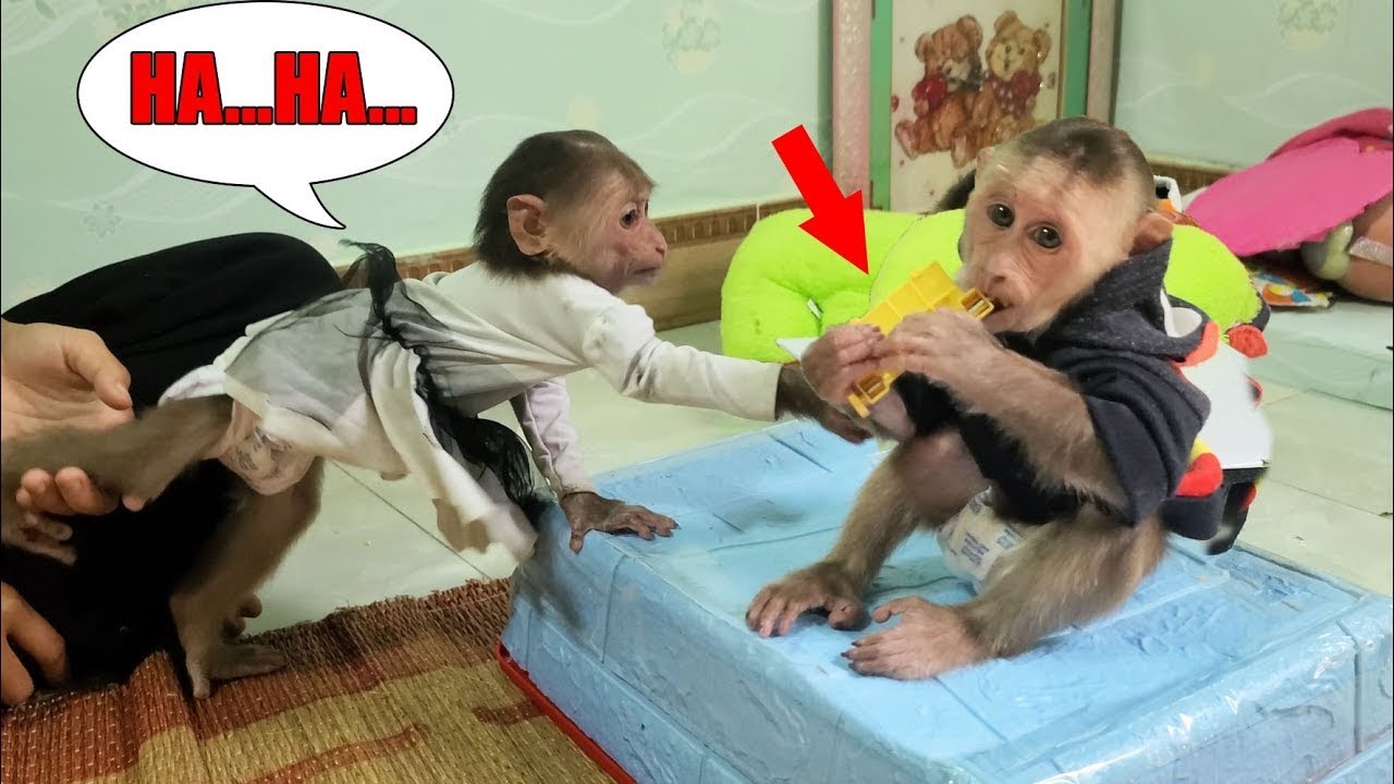 Baby Monkey Mimi stealing Kuku's toys funny - YouTube