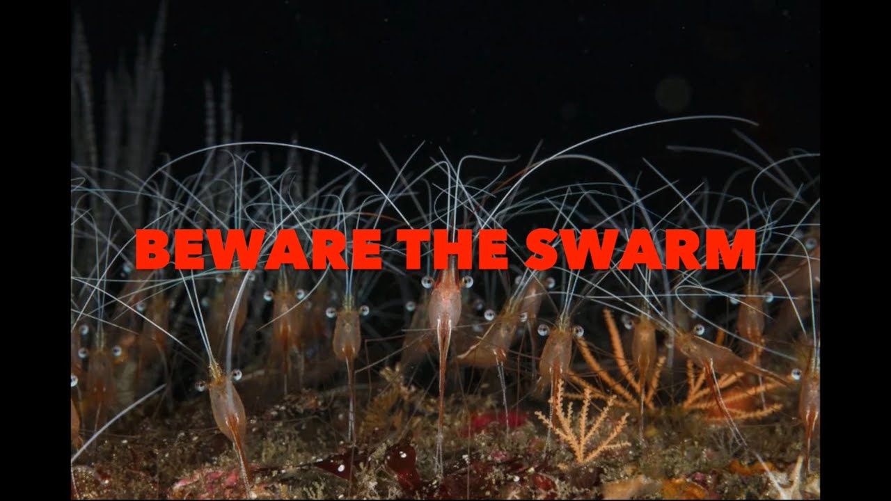 THE SHRIMPS VS THE LOBSTERS AND NIGHTMARE | The Shrimp War - YouTube