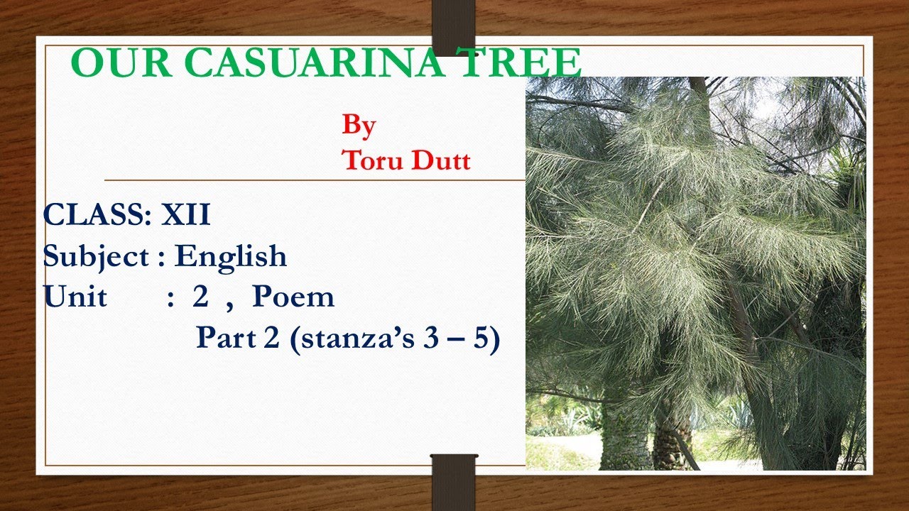 Our Casuarina Tree - Poem - part 2 - YouTube