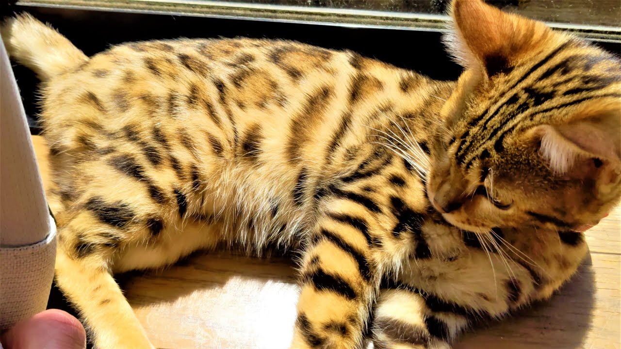 A day spent with Bengal kitten and tortoise - YouTube