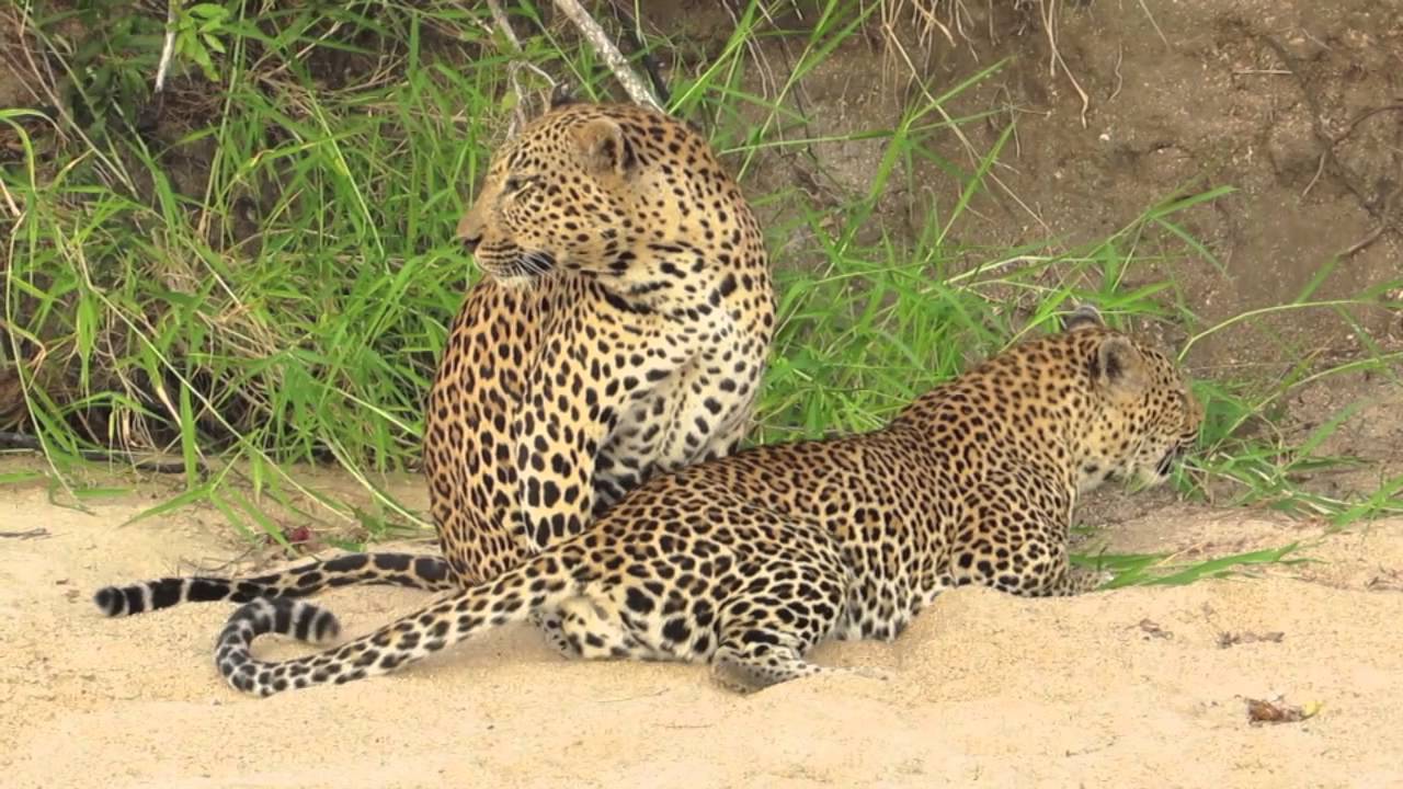 Two different pairs of mating leopards - YouTube