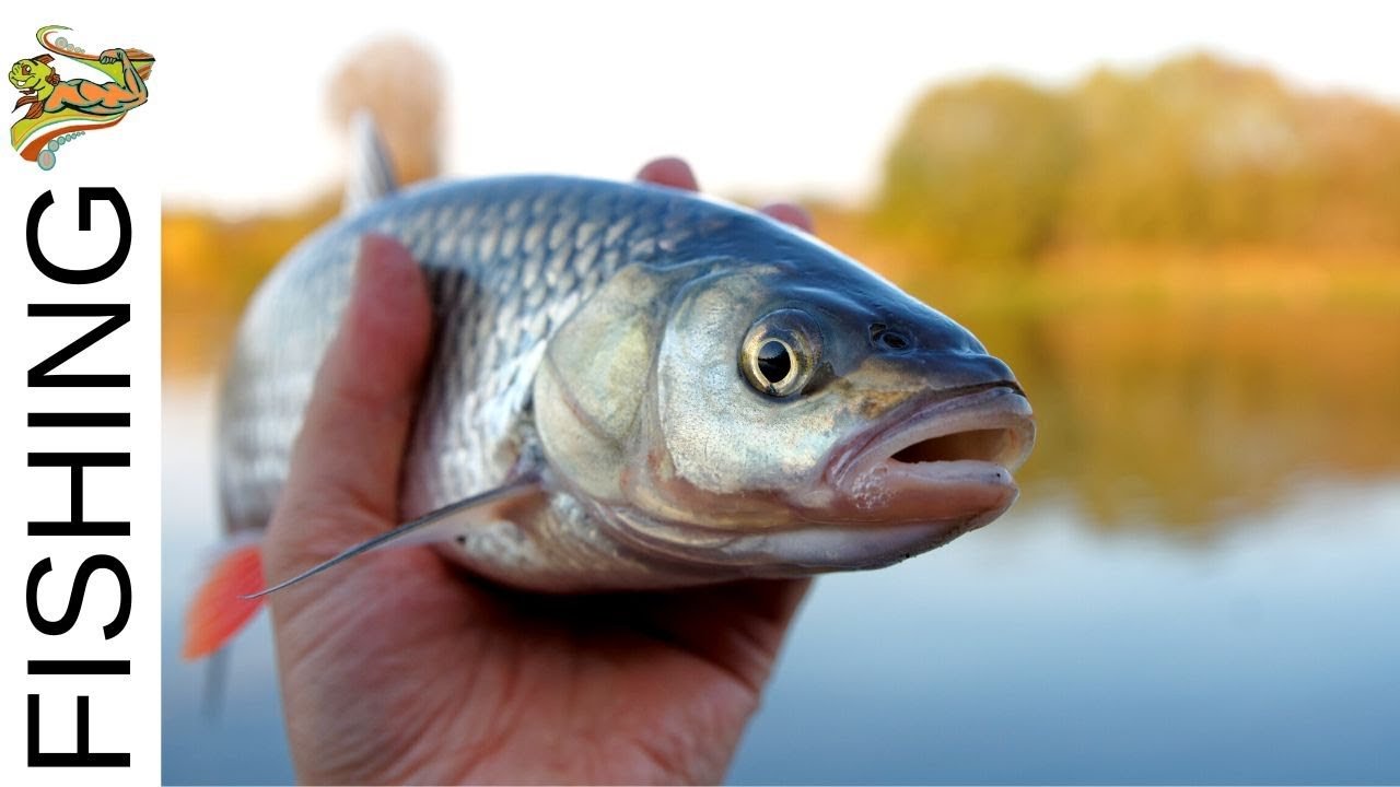 SERIE DE CHEVESNES | PECHE DE CHEVESNE | FISHING PAMS - YouTube