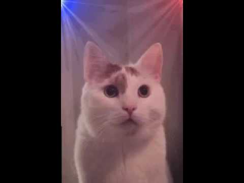 FUNNIEST CAT OF 2017 (MUST WATCH) VERY FUNNY CAT DISCO SONG & DANCE