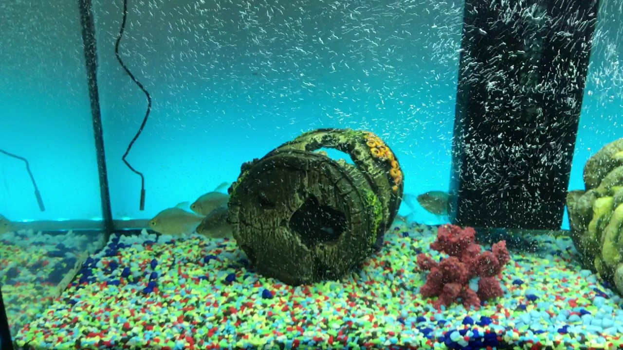 Fluval 90 litre fish tank full setup - YouTube