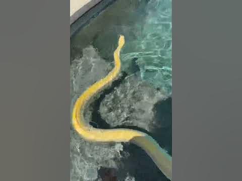Did you know snakes swim? - YouTube