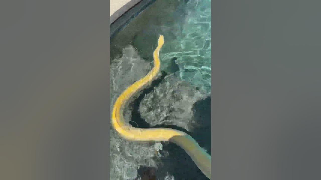 Did you know snakes swim? - YouTube
