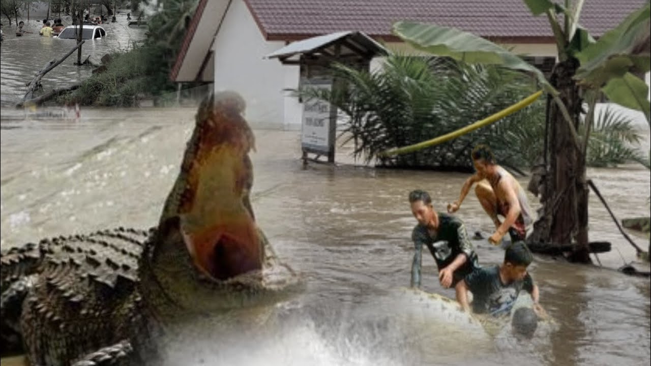 GIANT CROCODILES ENTER SETTLEMENTS DURING THE FLOOD@satwavlog6328 - YouTube