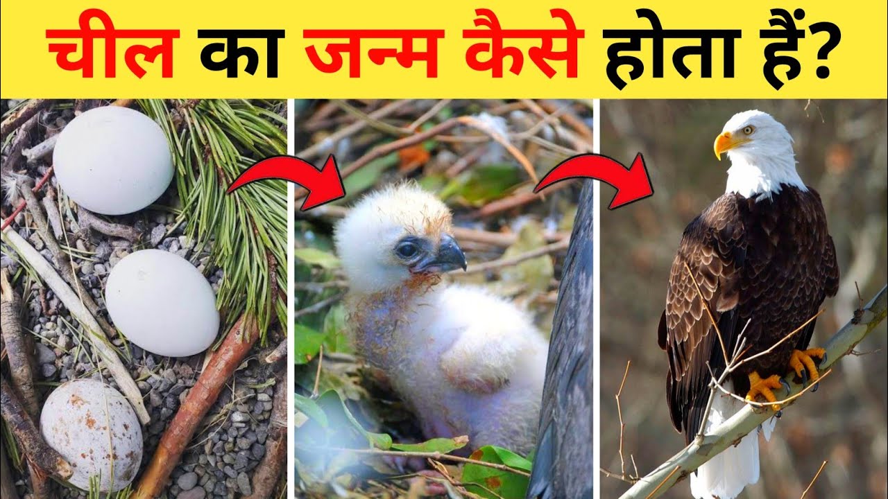 चील का जीवन चक्र | Eagle Life Cycle Video | Life Cycle Of Eagle In ...