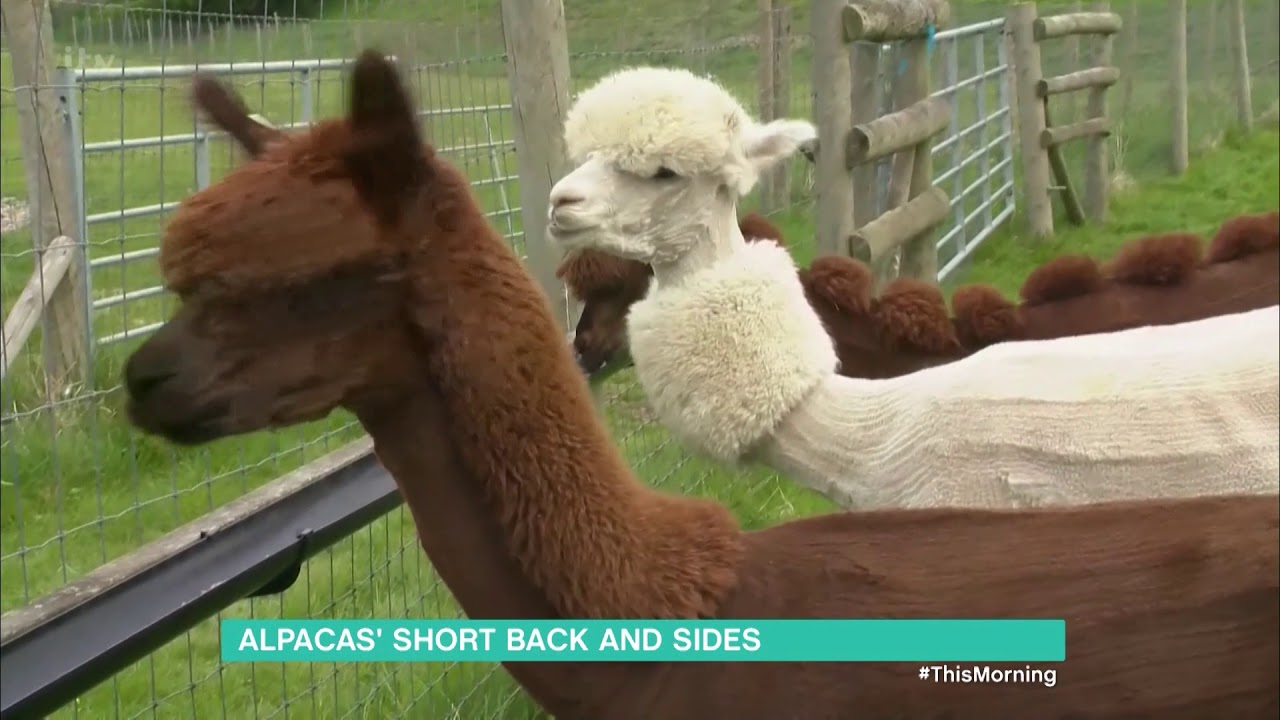 Alpacas' Short Back and Sides | This Morning - YouTube