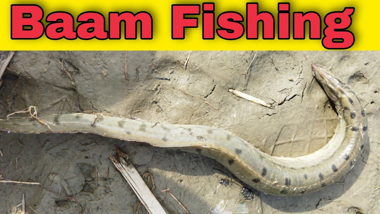 Baam Fishing video | Bam fish hunting | Eel Fishing - YouTube