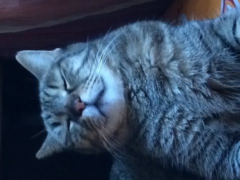 hamile kedi-doğum anı-kedi doğum