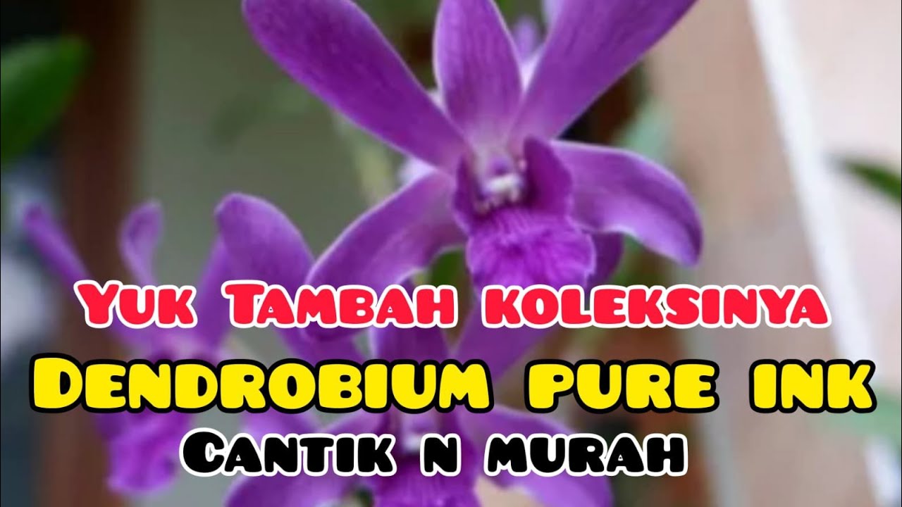 Yuk Koleksi Anggrek Murah Dendrobium Pure Ink - YouTube