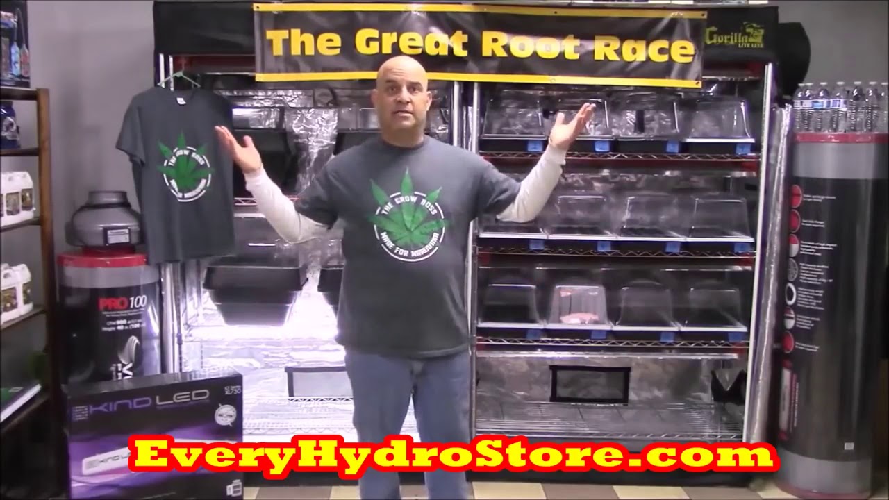 THE GREAT ROOT RACE E#2 TIME LAPSE CANNABIS PRODUCT TESTING AND ...