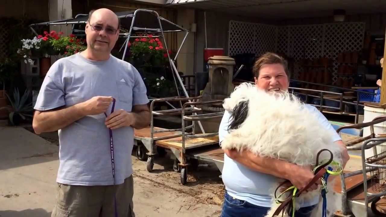 After breeding their dogs in the past, they opted for Zeuterin non ...