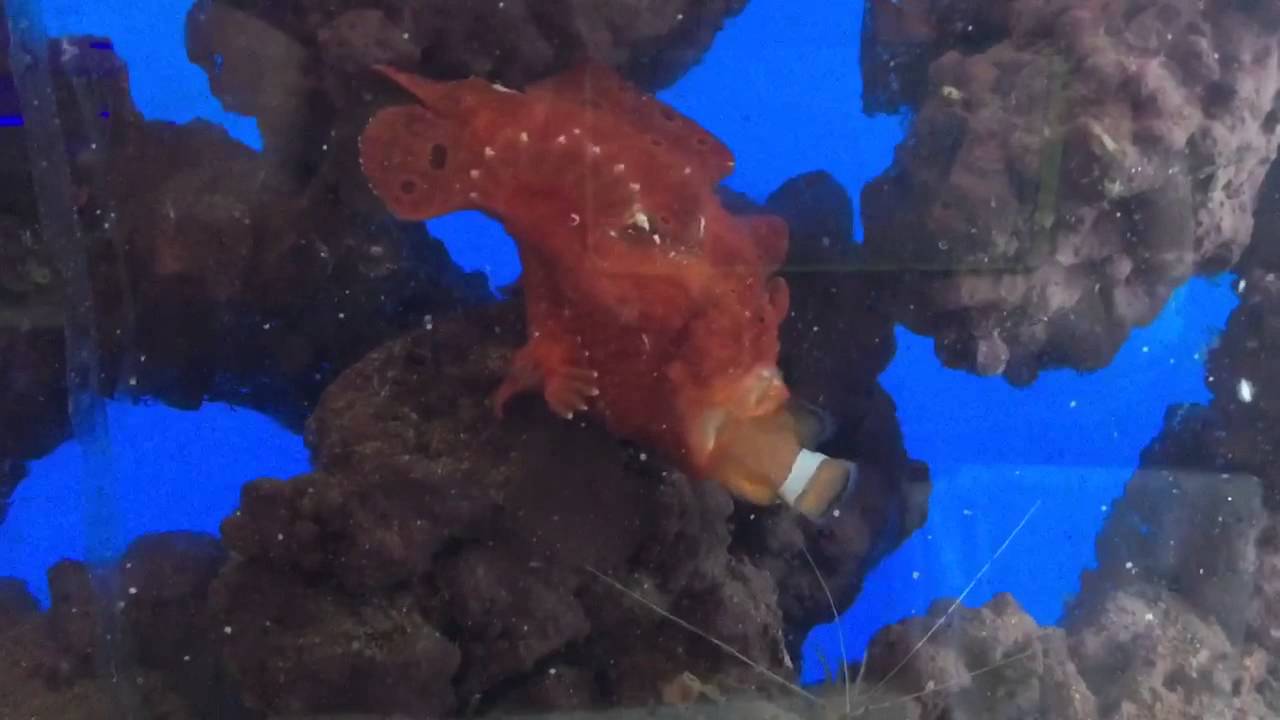 Angler Fish Eats Nemo - YouTube