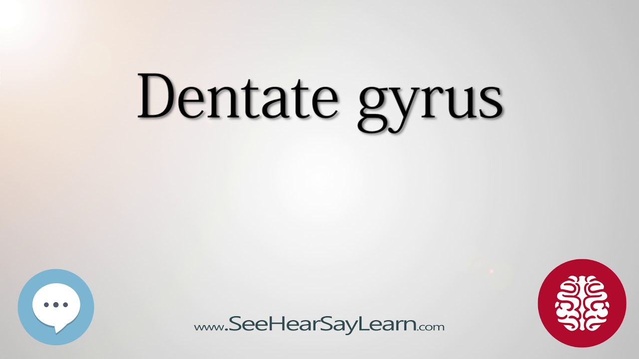 Dentate gyrus Anatomy of the Brain SeeHearSayLearn 🔊 - YouTube