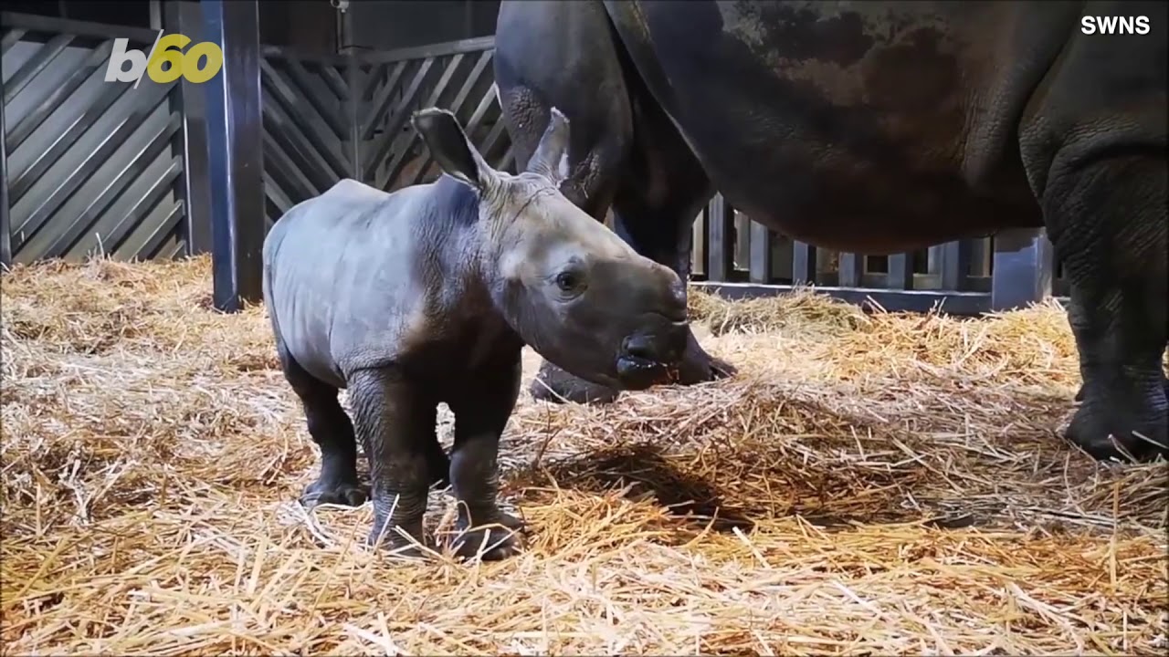 Amazing CCTV Footage Captures White Rhino Giving Birth To Calf At UK ...