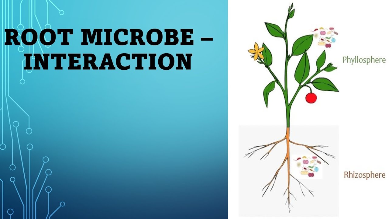 Root microbe interaction | mycorrhiza msc. and bsc. syllabus | - YouTube