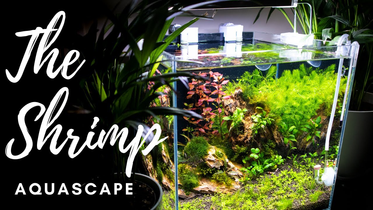 AQUASCAPE TUTORIAL: How to setup a beautiful nano aquarium for shrimps ...