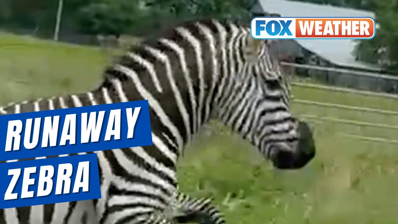 Runaway Zebra Still On The Loose After Shutting Down Tennessee ...