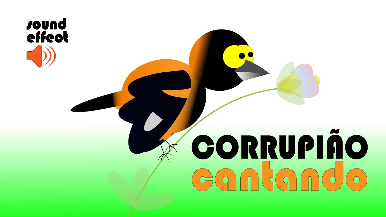 Corrupião, concriz, sofrê cantando - o som dos animais selvagens ...