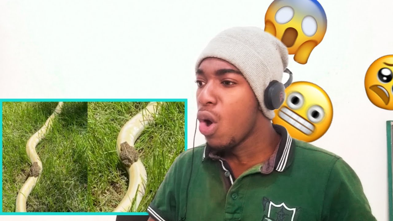 Frog Rides Snake Like A Train | Watching Random Videos | REACTION - YouTube