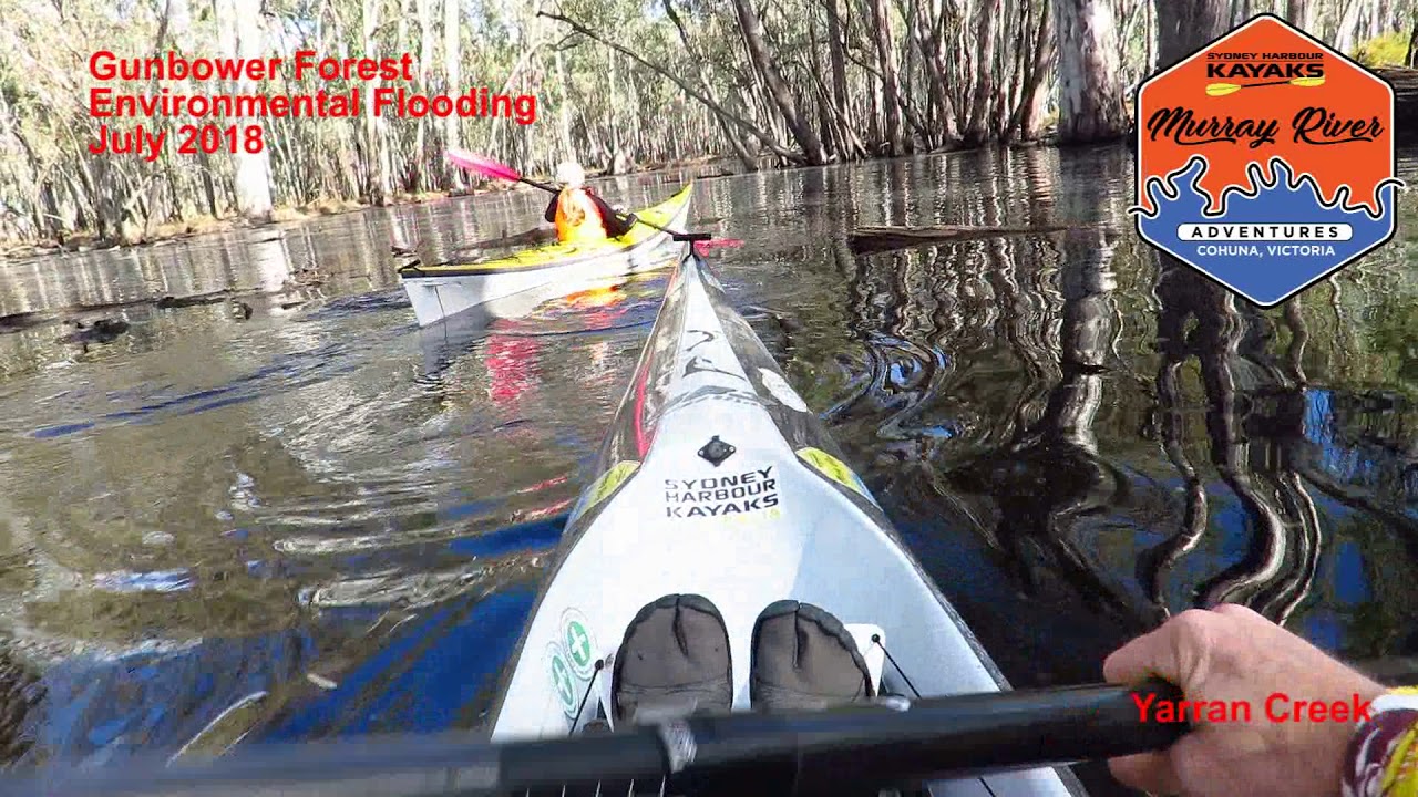 Kayaking in the flooded Gunbower Forest - July 2018 - YouTube