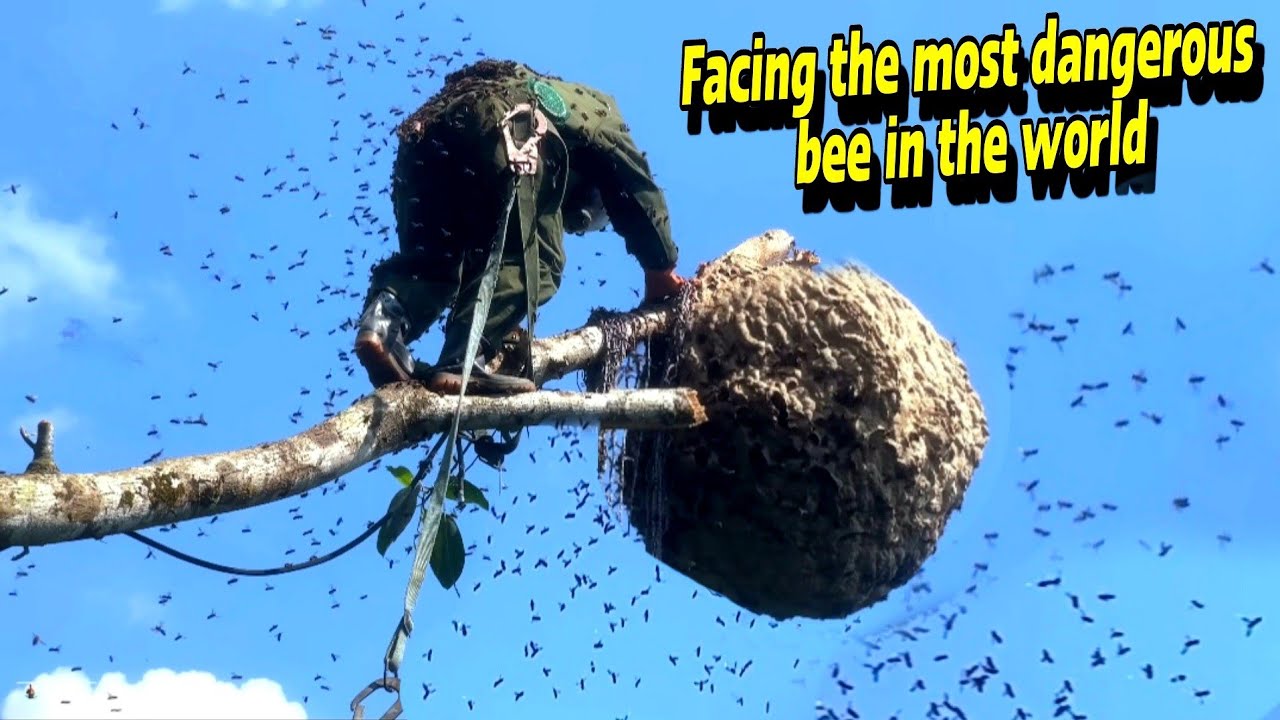 Harvesting the nest of the world's most aggressive and dangerous bees ...