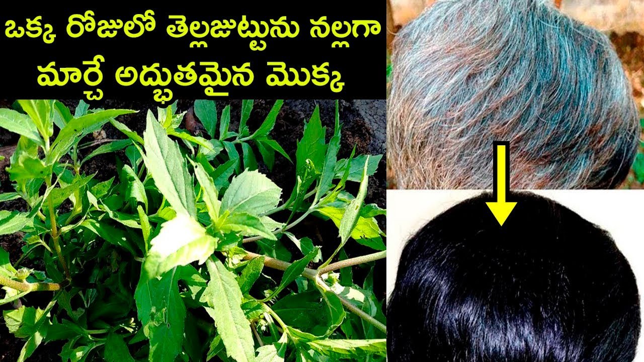 ఒక్క రోజులో తెల్లజుట్టును నల్లగా మార్చే అద్భుతమైన మొక్క|Gunta gara gara ...