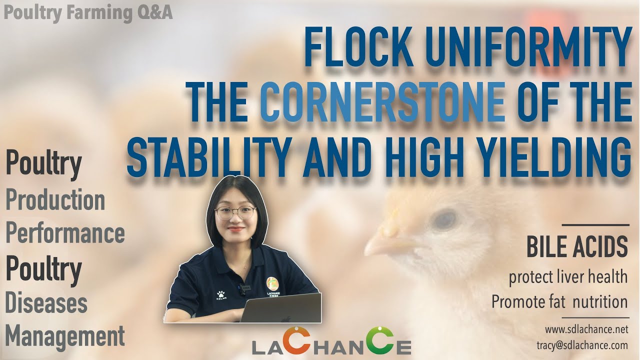 Poultry Farming Q&A ｜ Flock Uniformity Explained ｜How to Control the ...