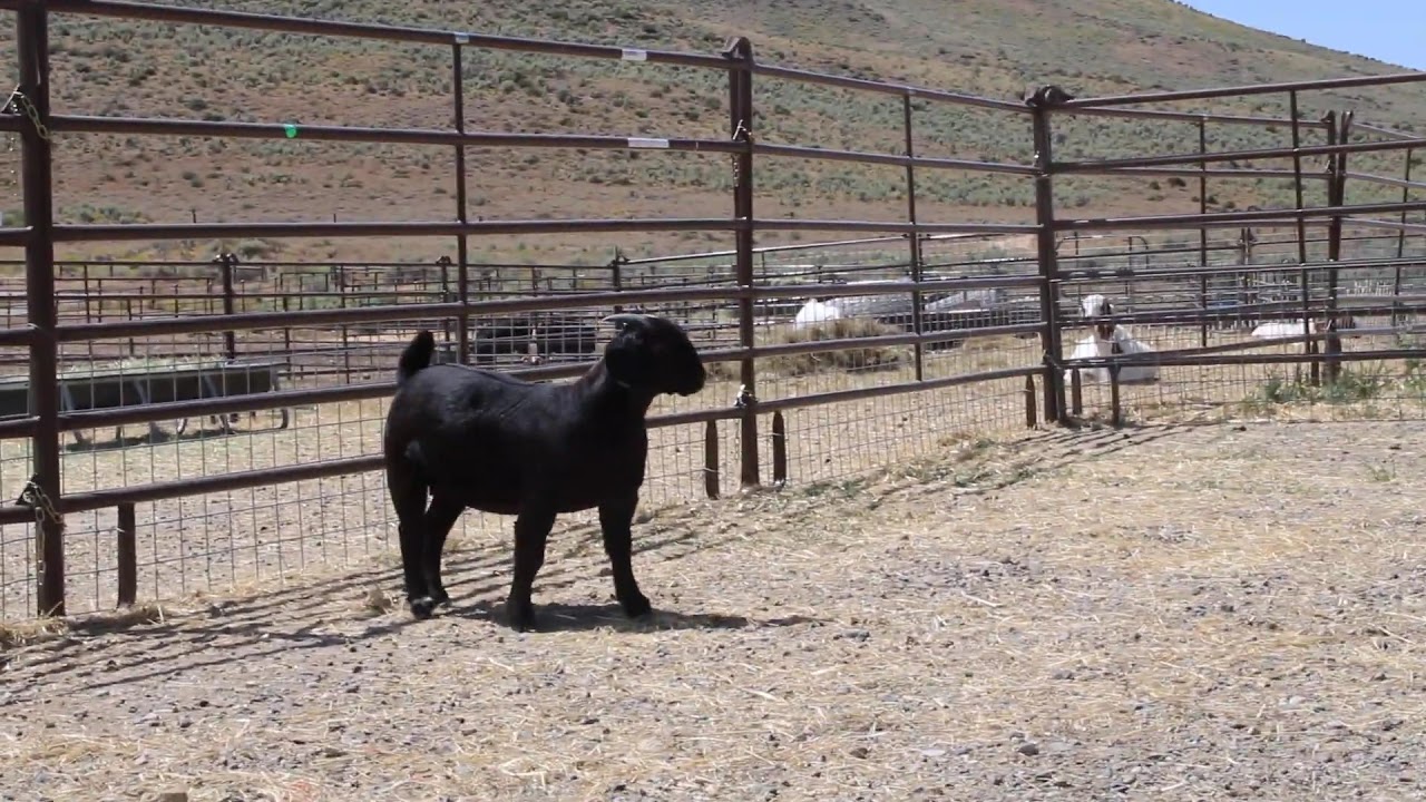 JC BOER GOATS BLACK OUTS NV171 - YouTube