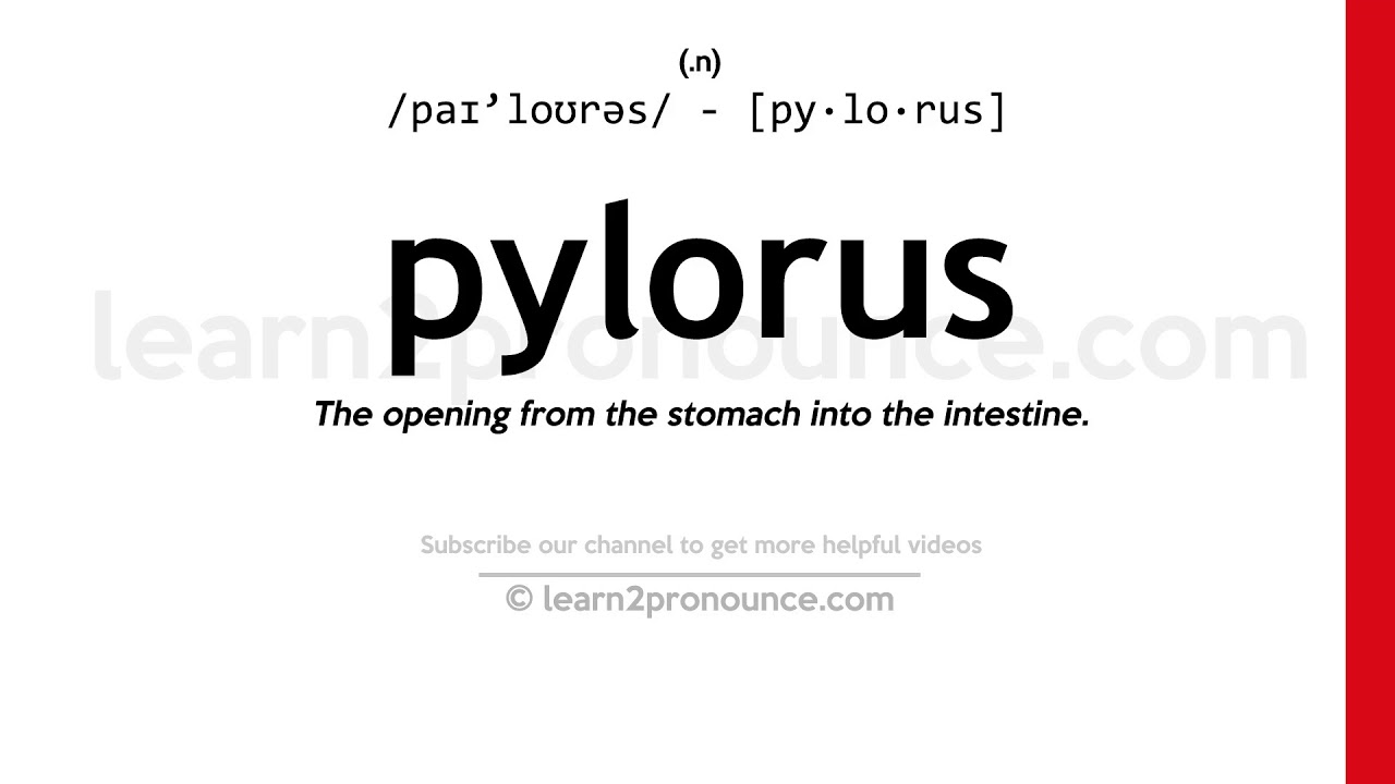 Pronunciation of Pylorus | Definition of Pylorus - YouTube