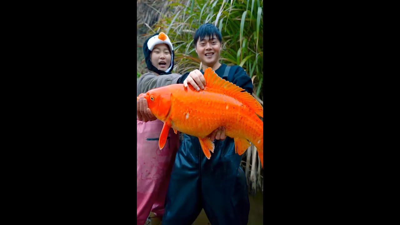 Best Chinese Fishing | Girl Catching Big Red Fish Under Water | #SHORTS ...