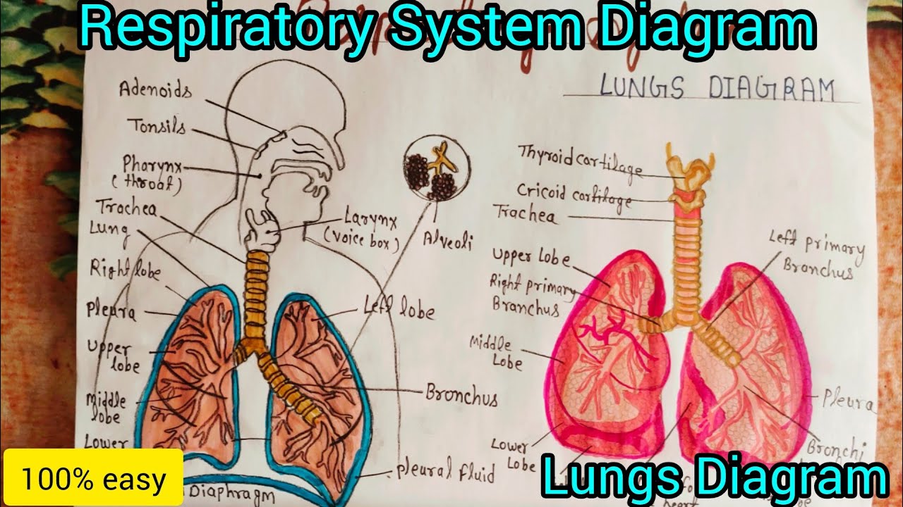 How to draw Respiratory System Diagram Drawing||Lungs Diagram Drawing ...