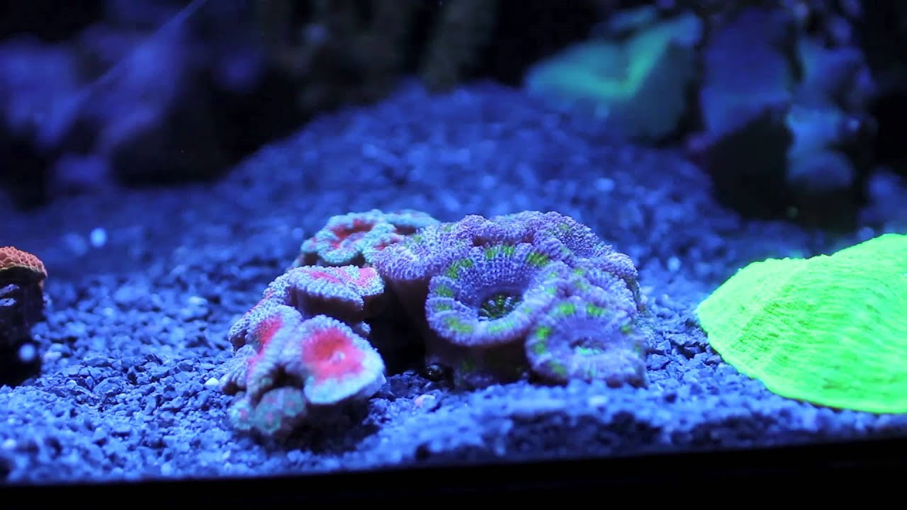 Display Aquariums at Fish Gallery Houston - YouTube
