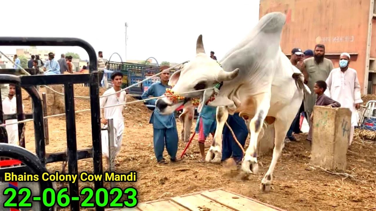 Bhains Colony Mandi Karachi Cattle 22/6/2023 | Chand Bail Dangerous ...