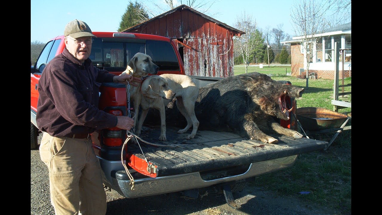 Southern Hog Dogging in Corn 2017 Vol. # 2 - YouTube
