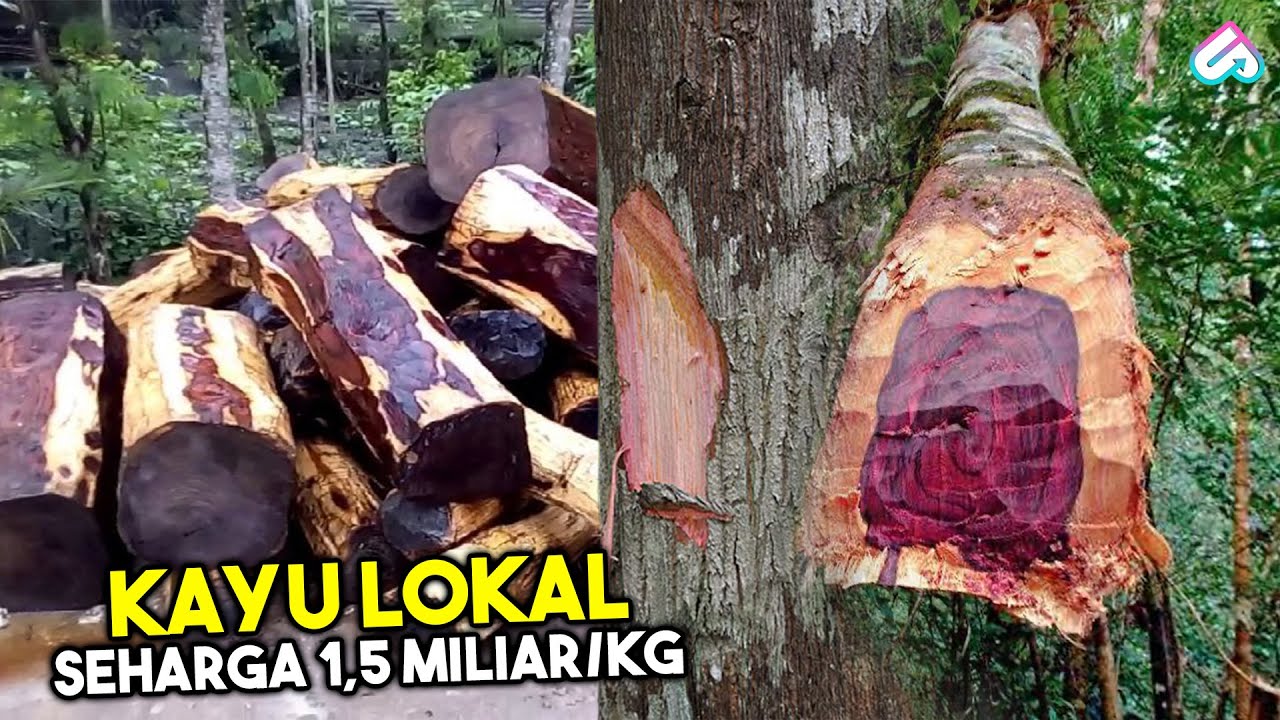 KAYU INDONESIA PALING DIINCAR! Inilah 10 Jenis Kayu Termahal di Dunia ...