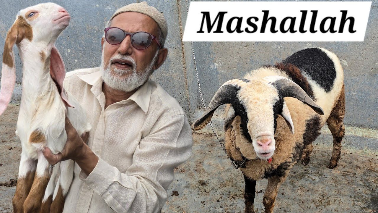 Karnataka aggressive sheep & Hyderabadi cross bakri bachcha available ...