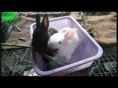GB RABBIT FARMING 🐰 - YouTube