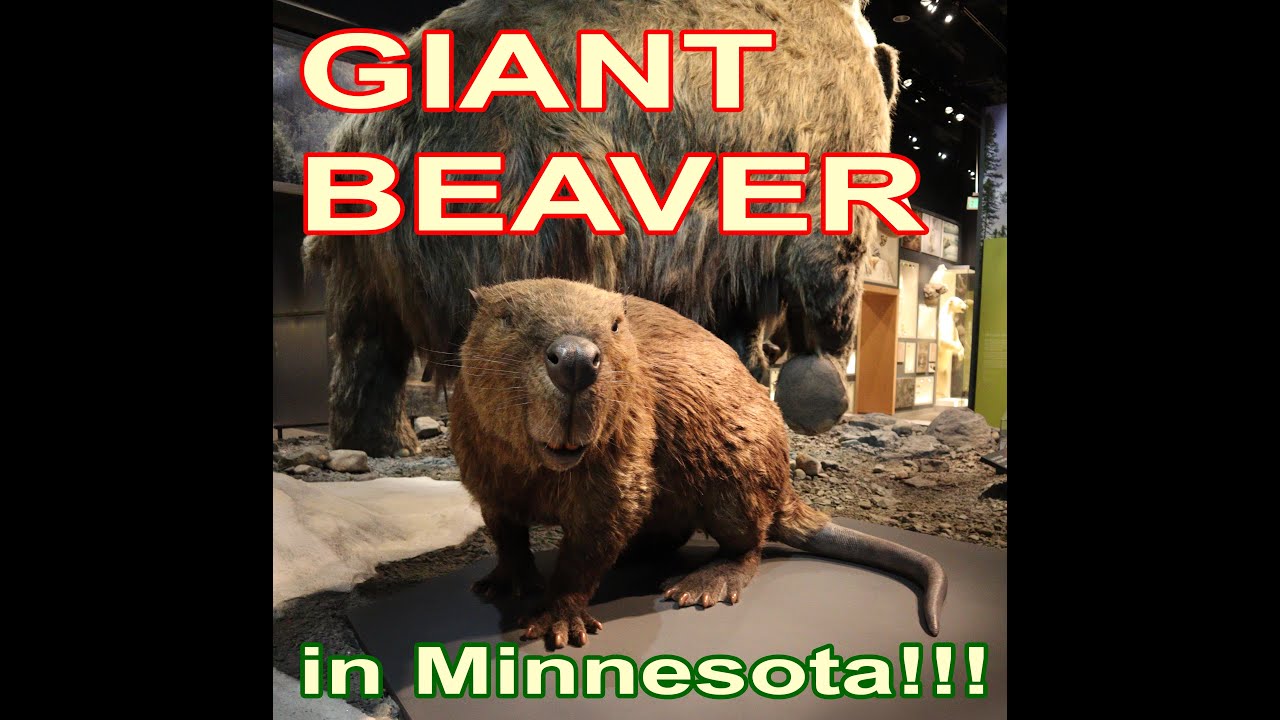 Giant Beavers!!! At the Bell Museum! - YouTube