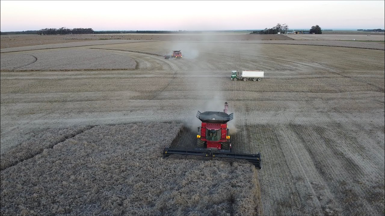 Case Axial Flow 9240 and 9250 Harvesting Radish - YouTube