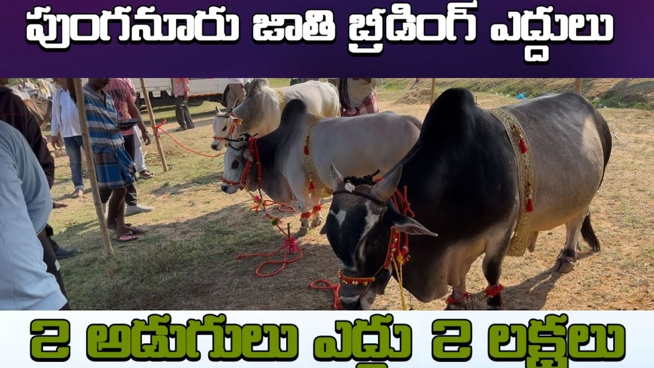 Bull & cow market punganuru Andhra Pradesh 🔥🐄 - YouTube