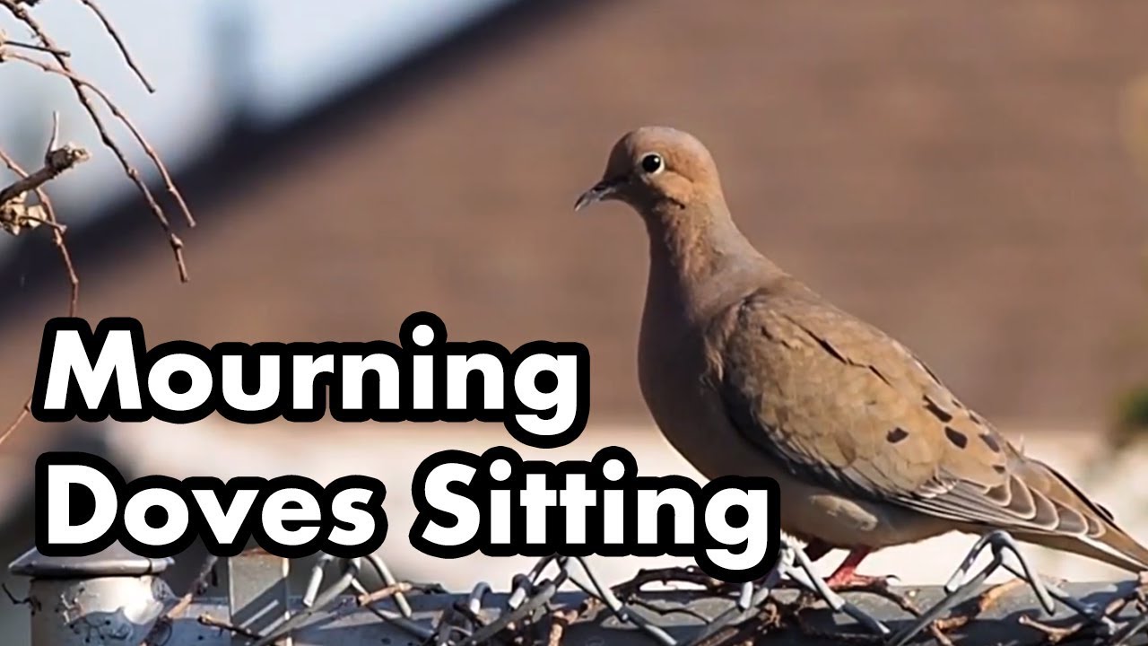 Mourning Doves Sitting Calmly In My Yard - Doves Not Doing Much - YouTube