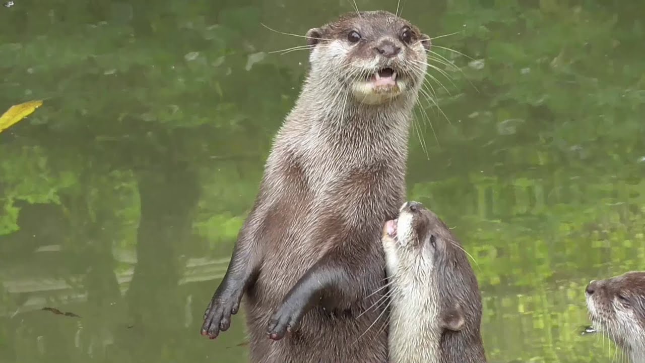 Otter Pups Heart Wrenching Noise - YouTube