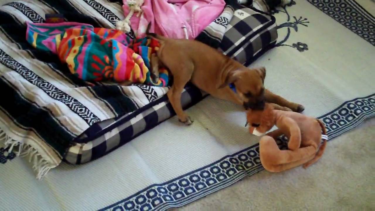 Roy the Rhodesian Ridgeback puppy 8 weeks - YouTube