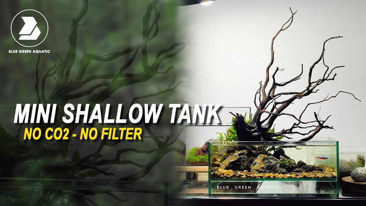 #81 - MINI SHALLOW TANK | SET UP - YouTube